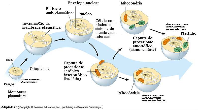 Teoria endossimbiótica - Sistemática Vegetal