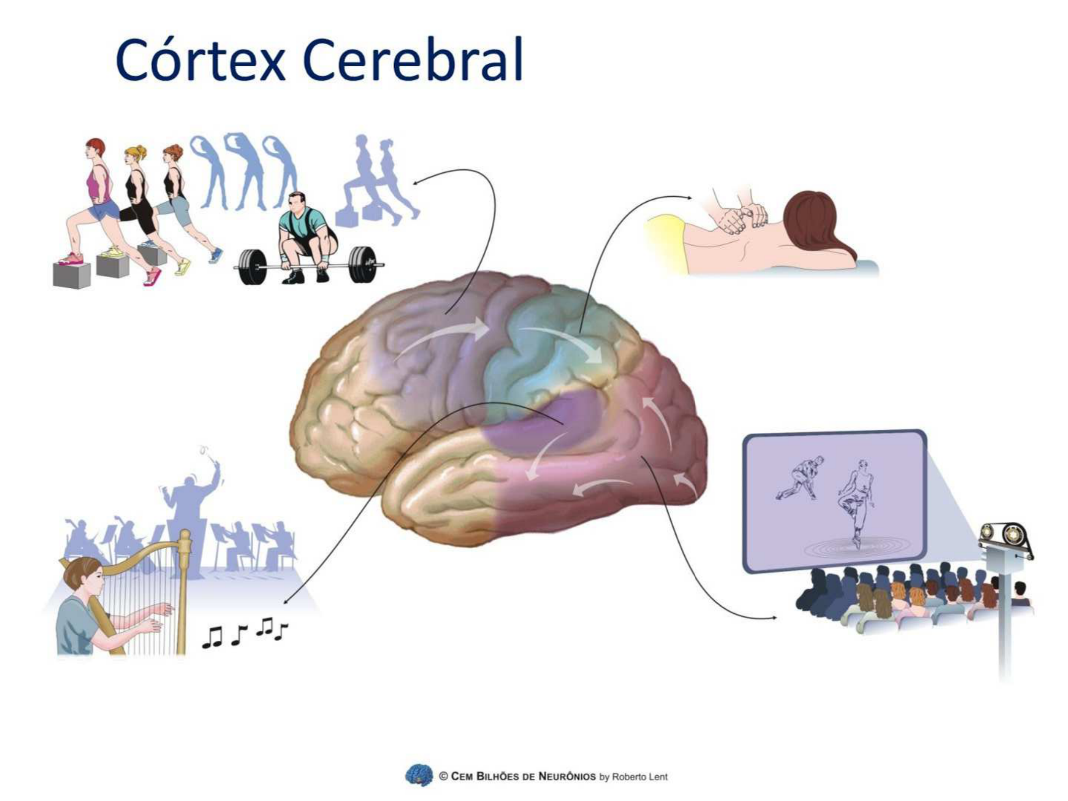 Córtex Cerebral - Anatomia I