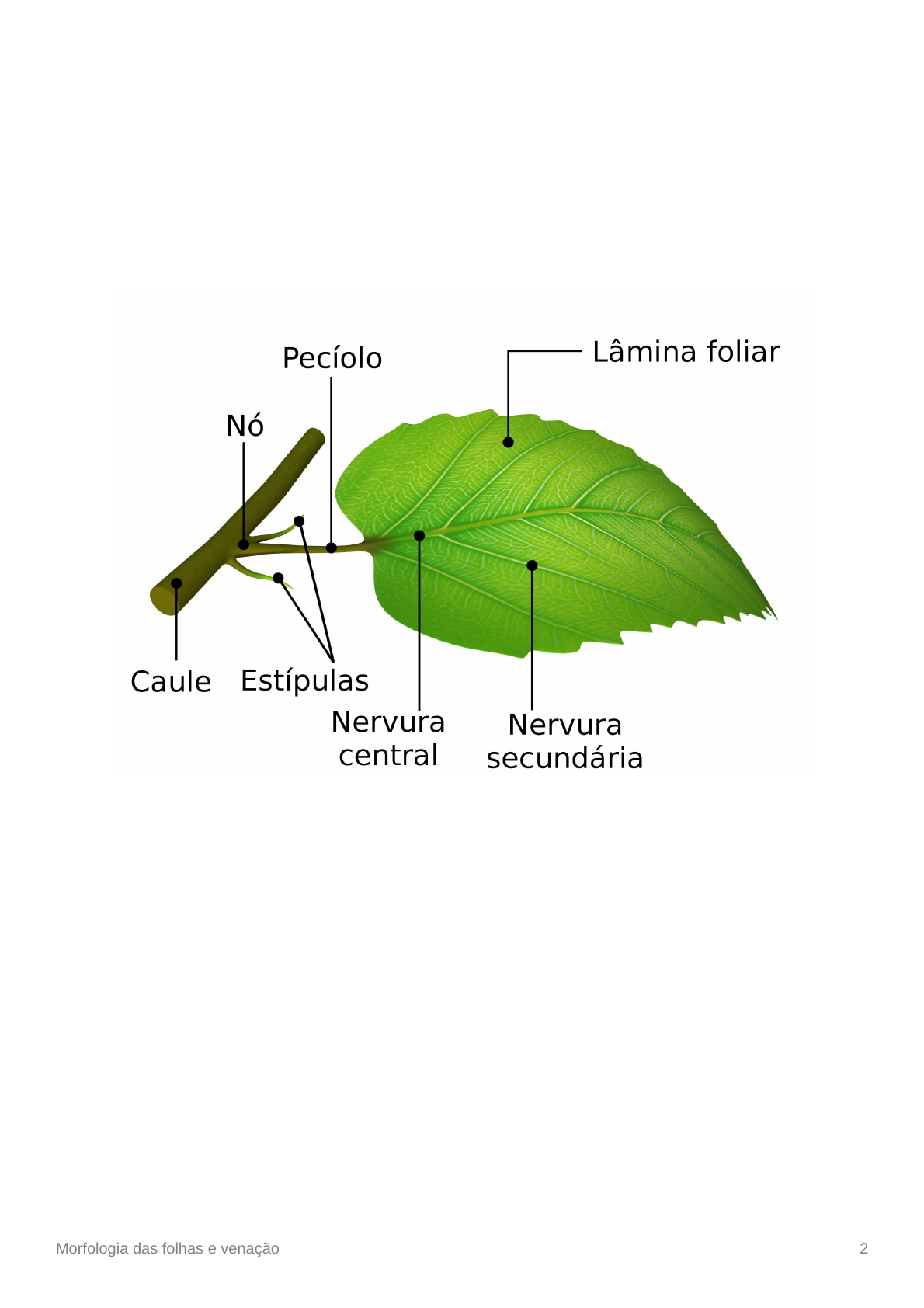 Tipos De Venacao