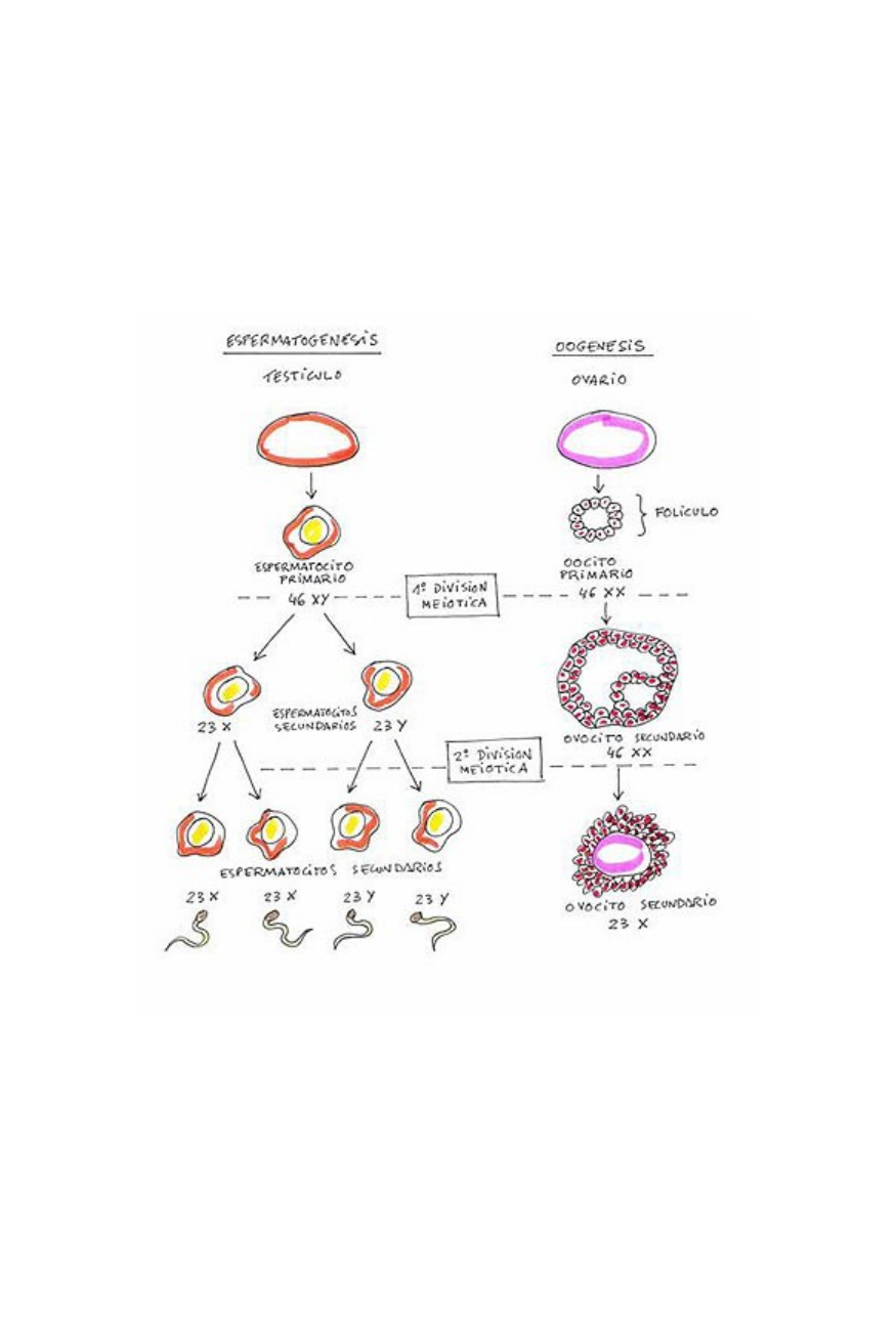 Espermatogenesis Y Ovogenesis Veterinaria
