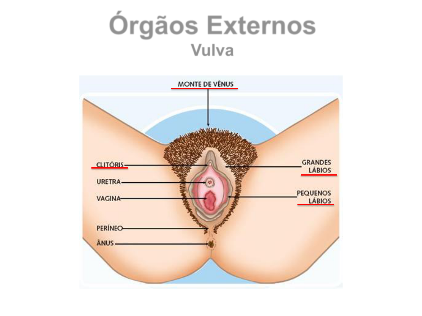 Anatomia Do Sistema Reprodutor Externo Feminino Sistema Reprodutor