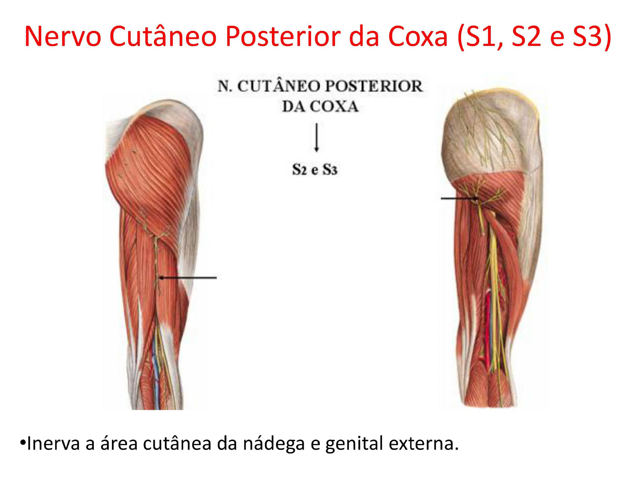 Posterior De Coxa Anatomia - RETOEDU