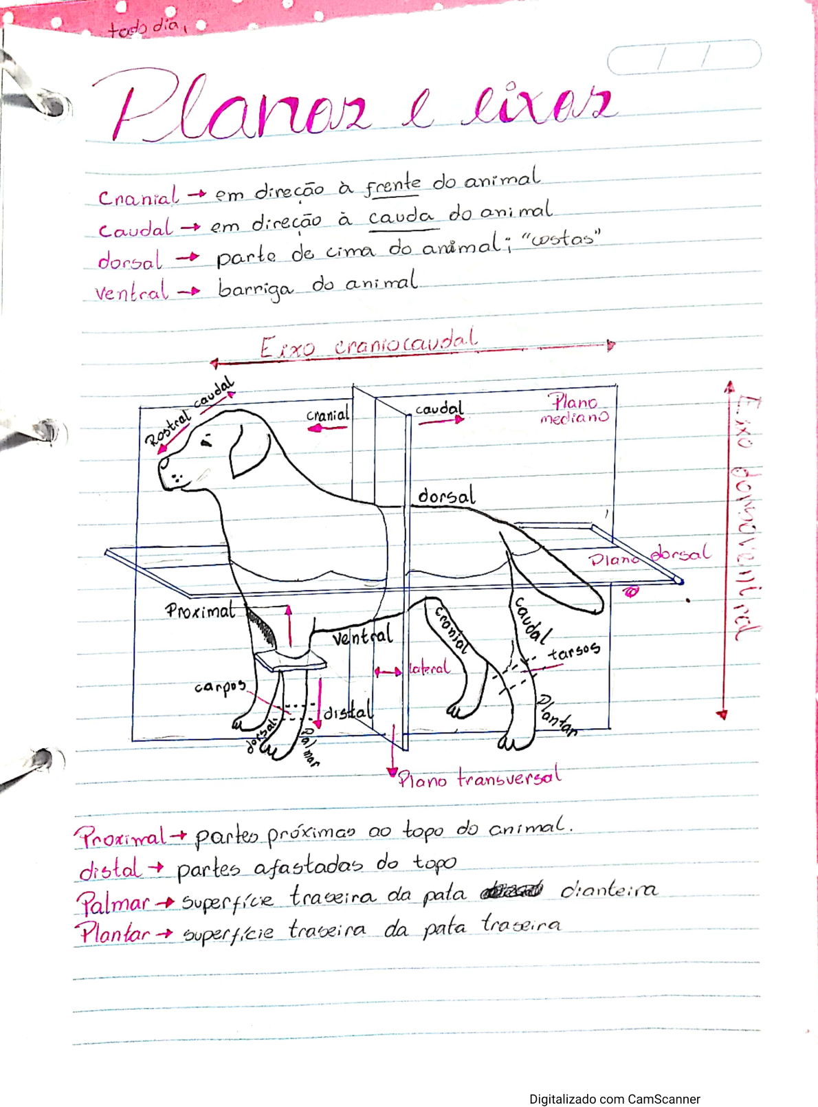 planos e eixos - Anatomia dos Animais Domesticos planos e eixos - Anatomia dos Animais Domesticos