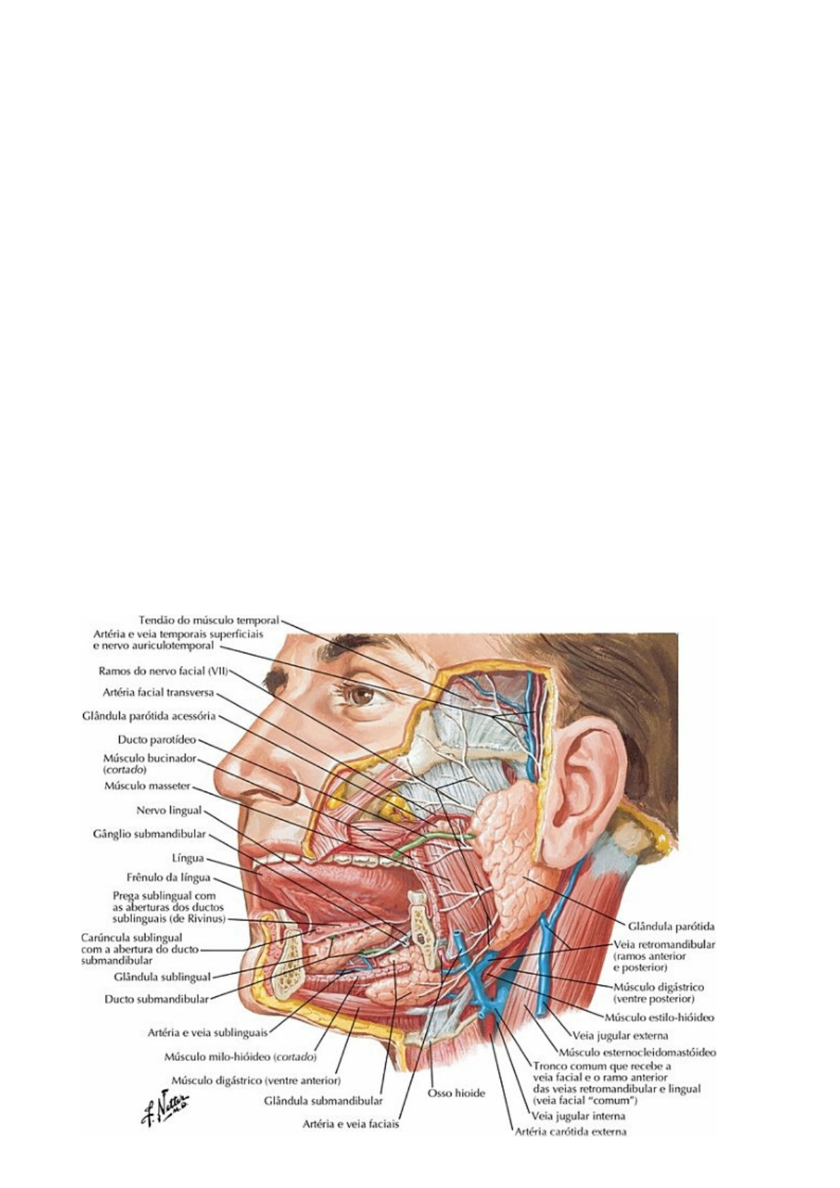 Ducto Da Glandula Parotida Saliva