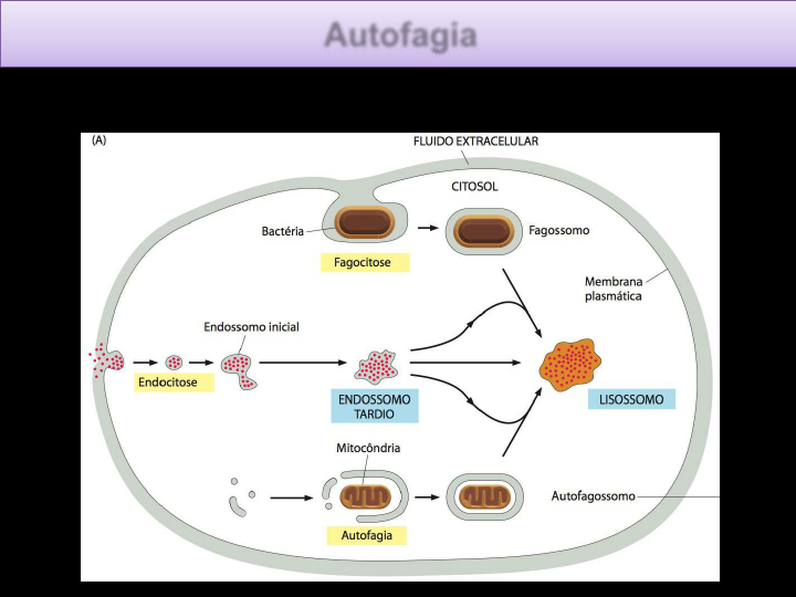 Etapas De Endocitose Vírus E Retrovírus