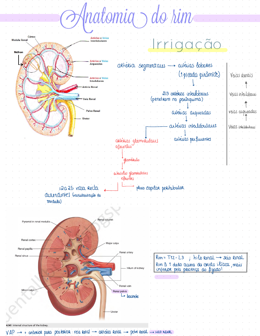 Anatomia Rim - Anatomia I