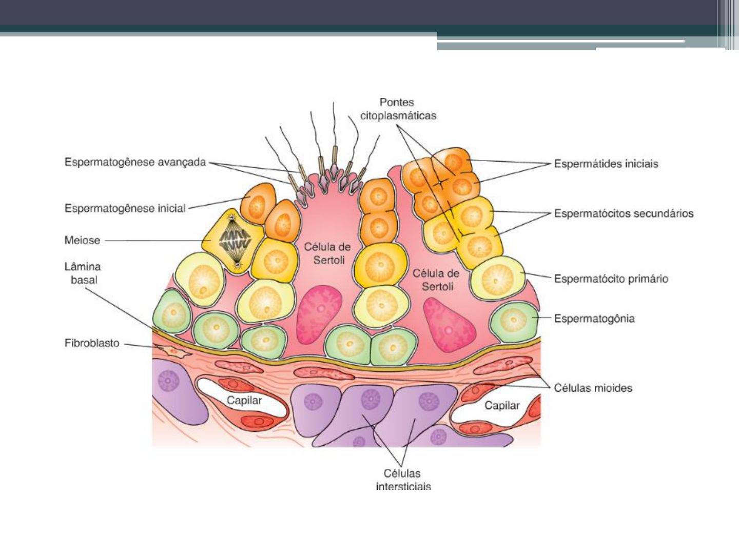11. Aparelho Reprodutor Masculino - Histologia I