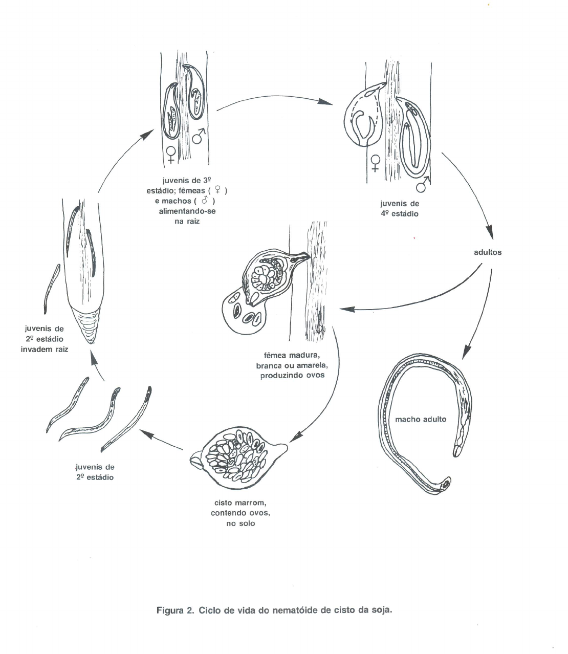 Nematoide Heterodera da soja - Fitopatologia