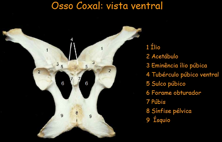 osso coxal vertebral - Anatomia Descritiva dos Animais Domésticos