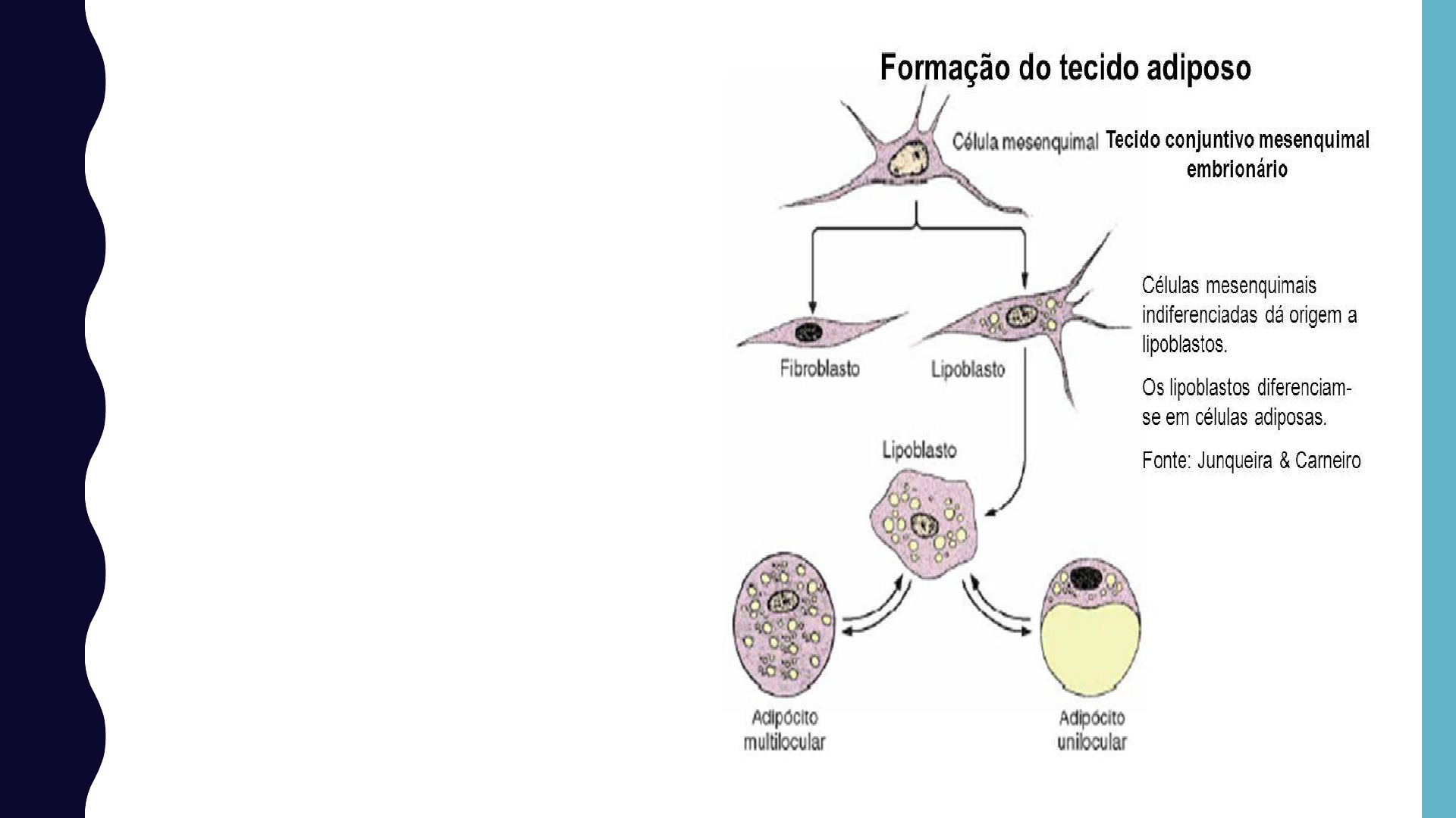 Tecido Conjuntivo Adiposo Marcado Com Adipocitos Resumo Tecido Adiposo