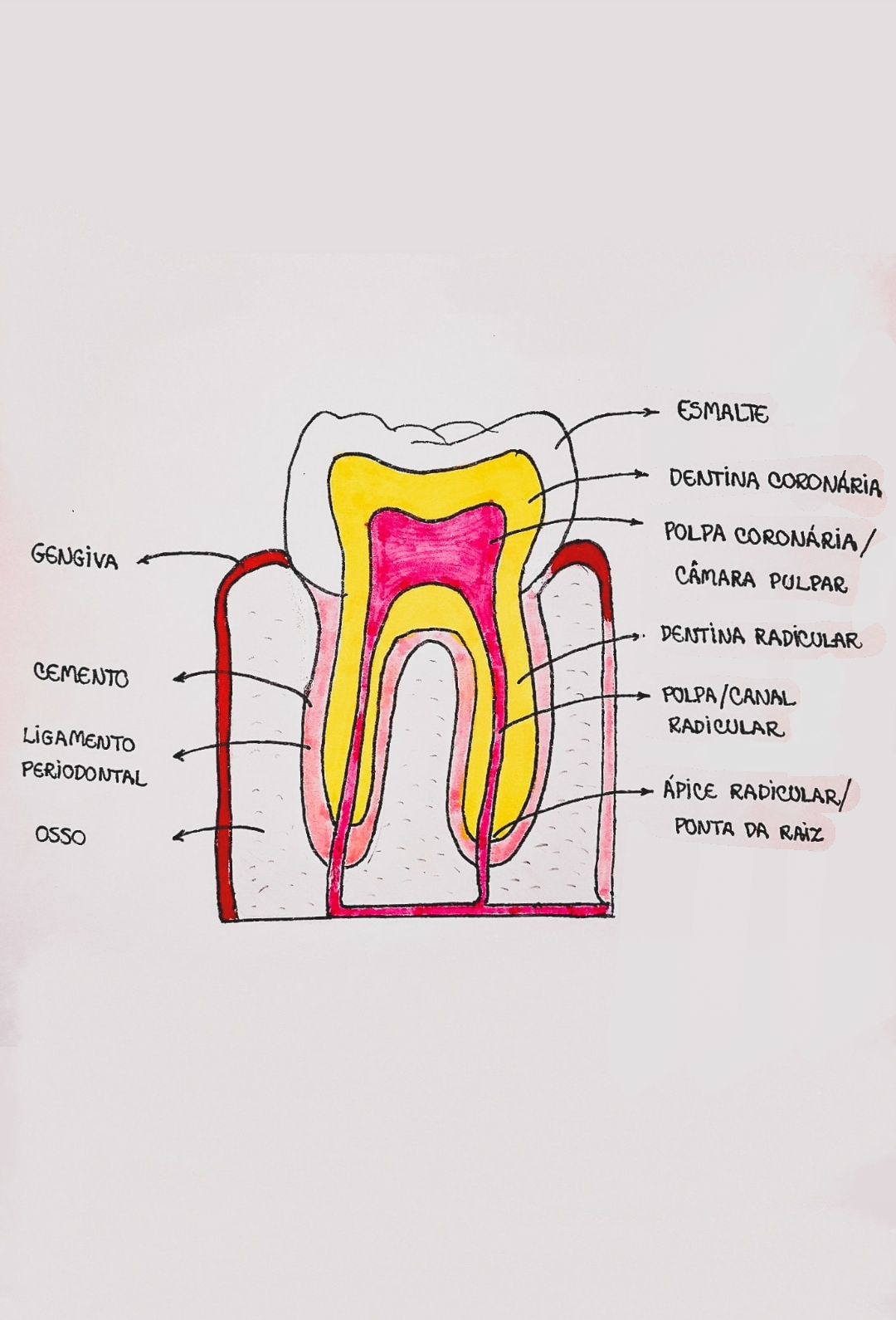 Estrutura do dente - Anatomia e Escultura Dental