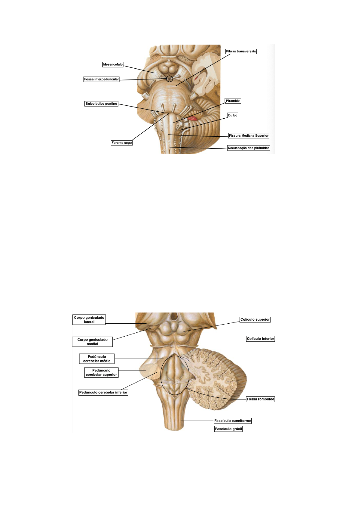 Rato Coliculo Inferior Introdução à Anatomia Humana 3D Biosphera
