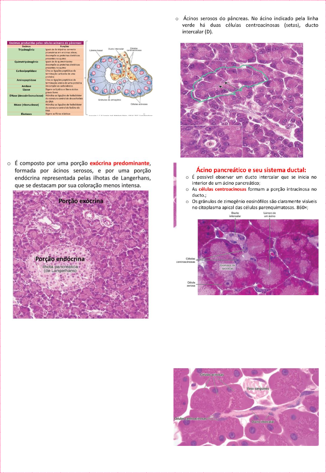 Diagrama De Histologia Do Pancreas