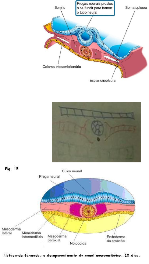 Embriología by Donovan