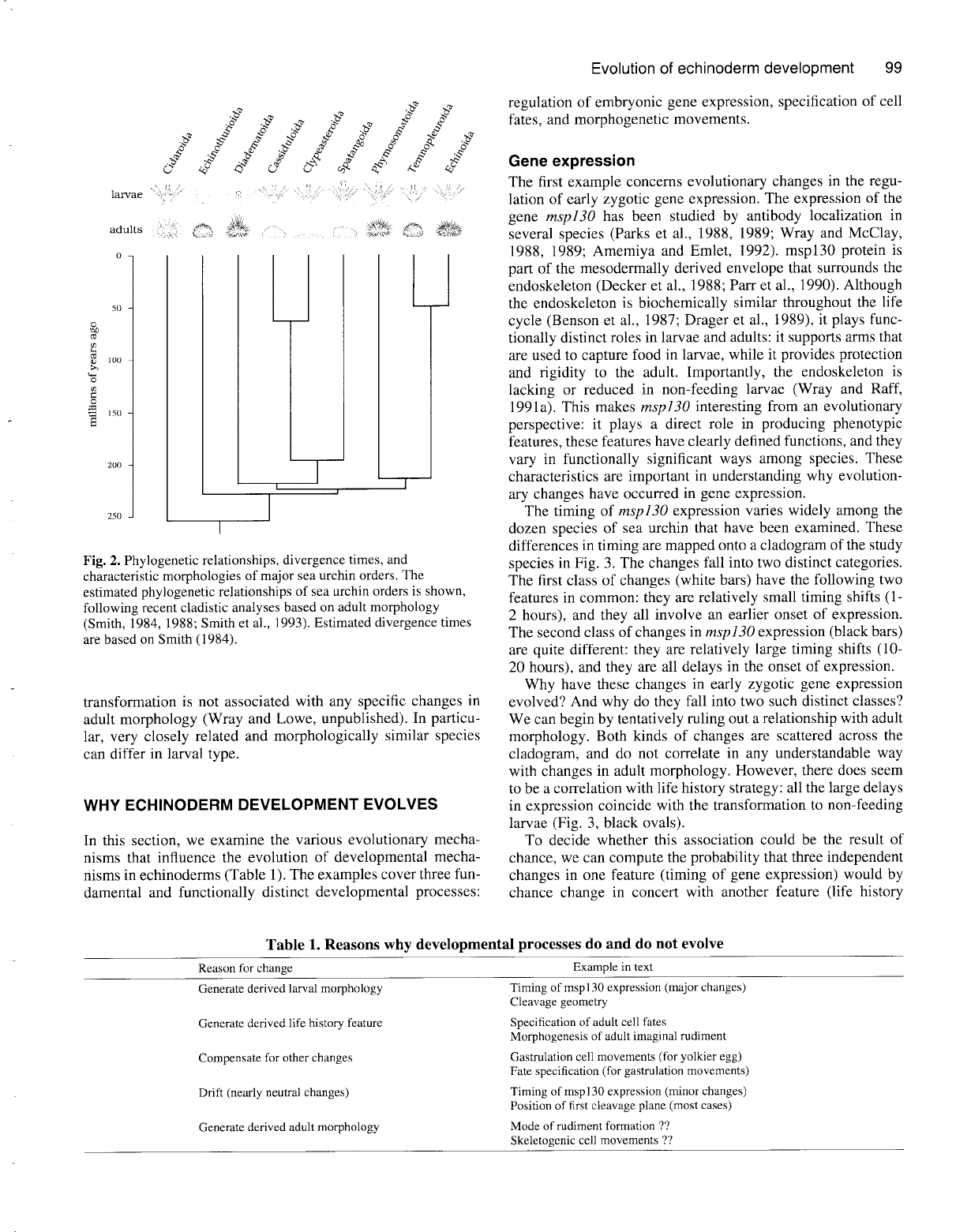 The evolution of echinoderm development - Cálculo I