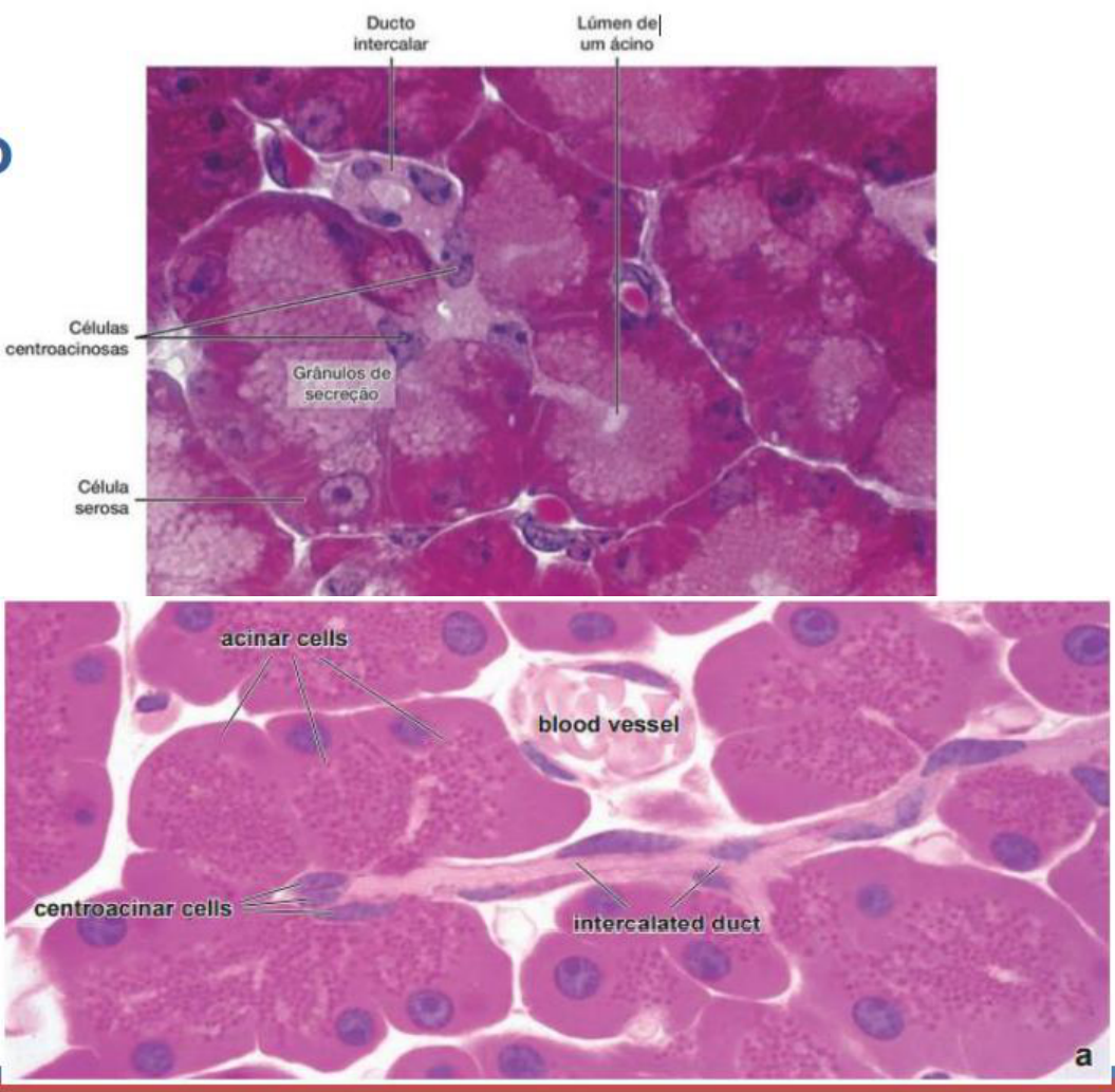Histologia Da Glandula Pancreas Estruturas Anexas Do Sistema