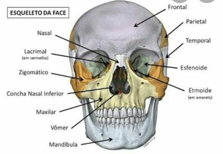 ossos da face - Anatomia I