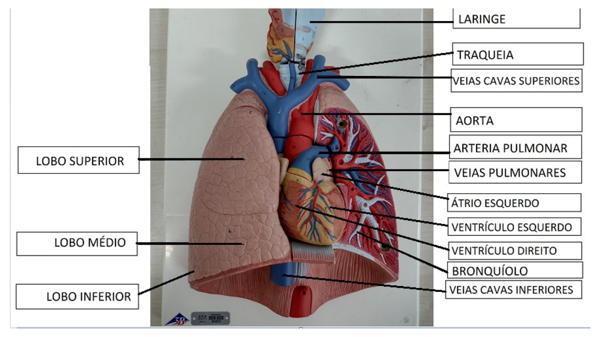 Circulatório (Pulmão e Coração) - Anatomia I