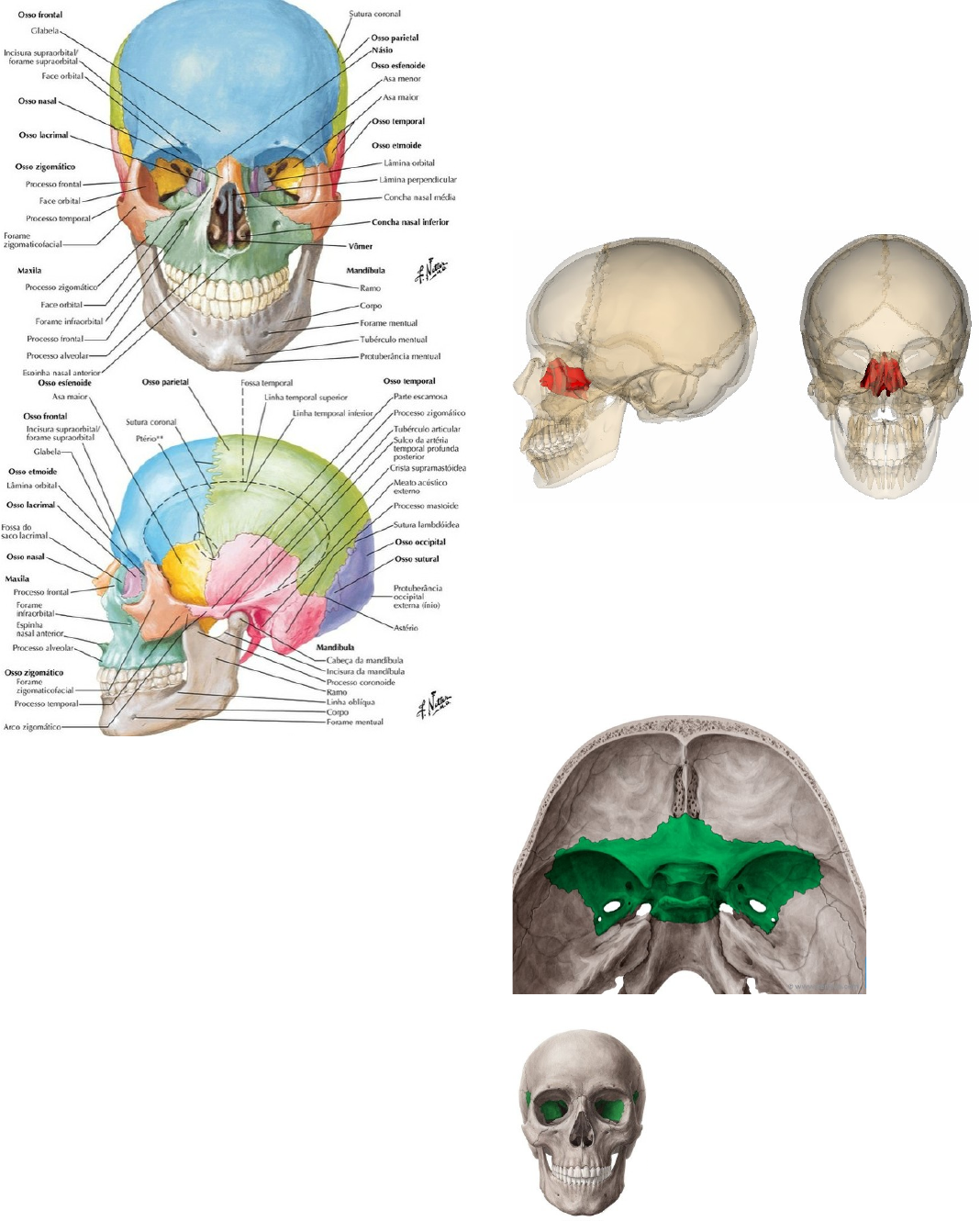 anatomia ossos - Anatomia I