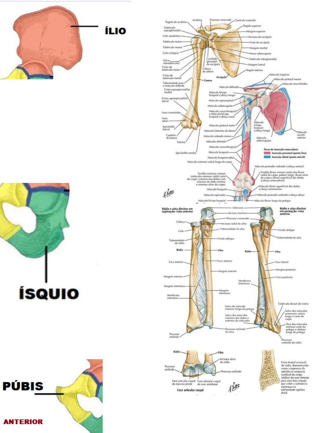 anatomia ossos - Anatomia I