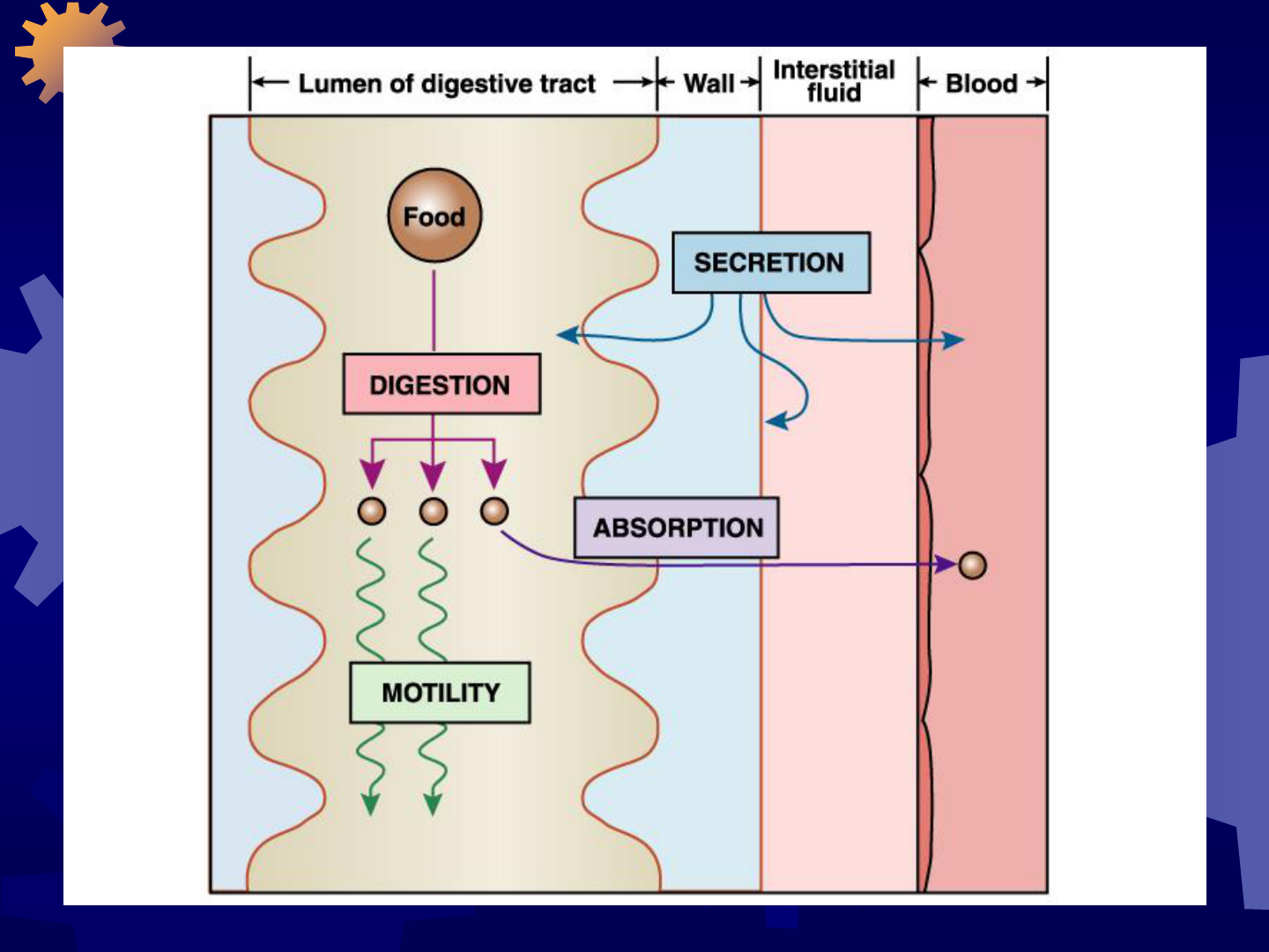 Aula 3 - Digestão e Absorção de nutrientes - Sistema Digestório