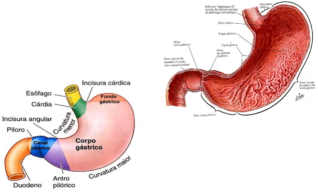 Anatomia do Estômago - Anatomia Humana I