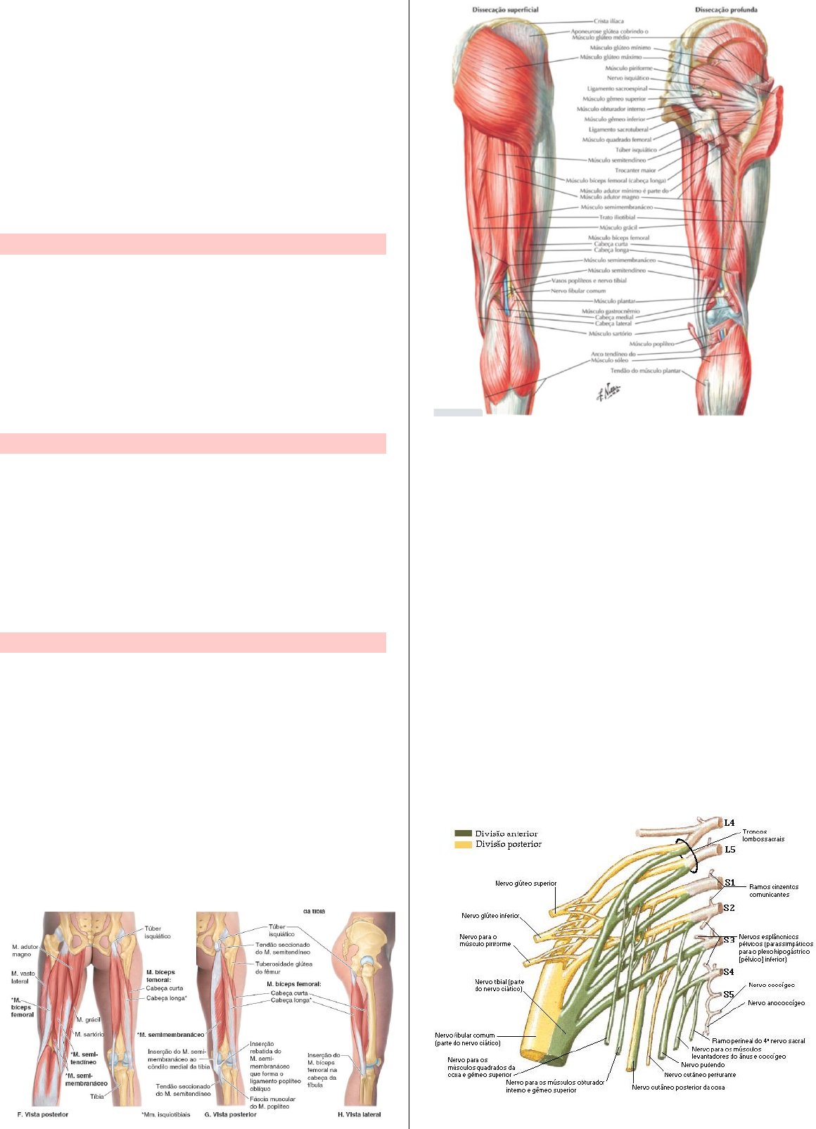 Região glútea e femoral posterior - Anatomia I - Anatomia