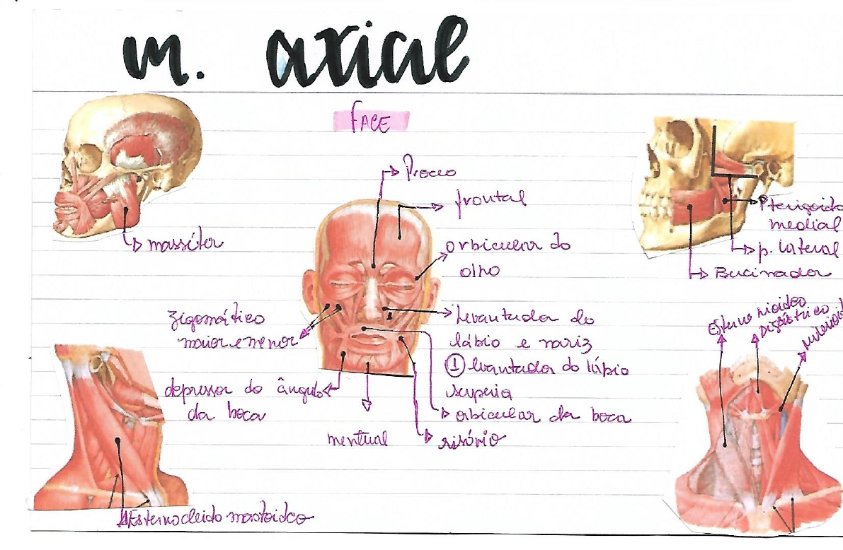 músculo axial - Anatomia