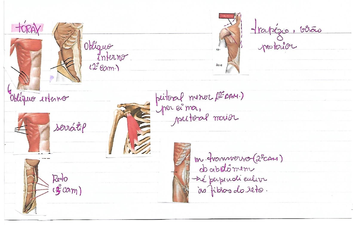 músculo axial - Anatomia