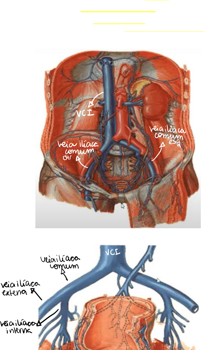 Anatomia Da Veia Cava Inferior Pâncreas: Anatomia, Função,