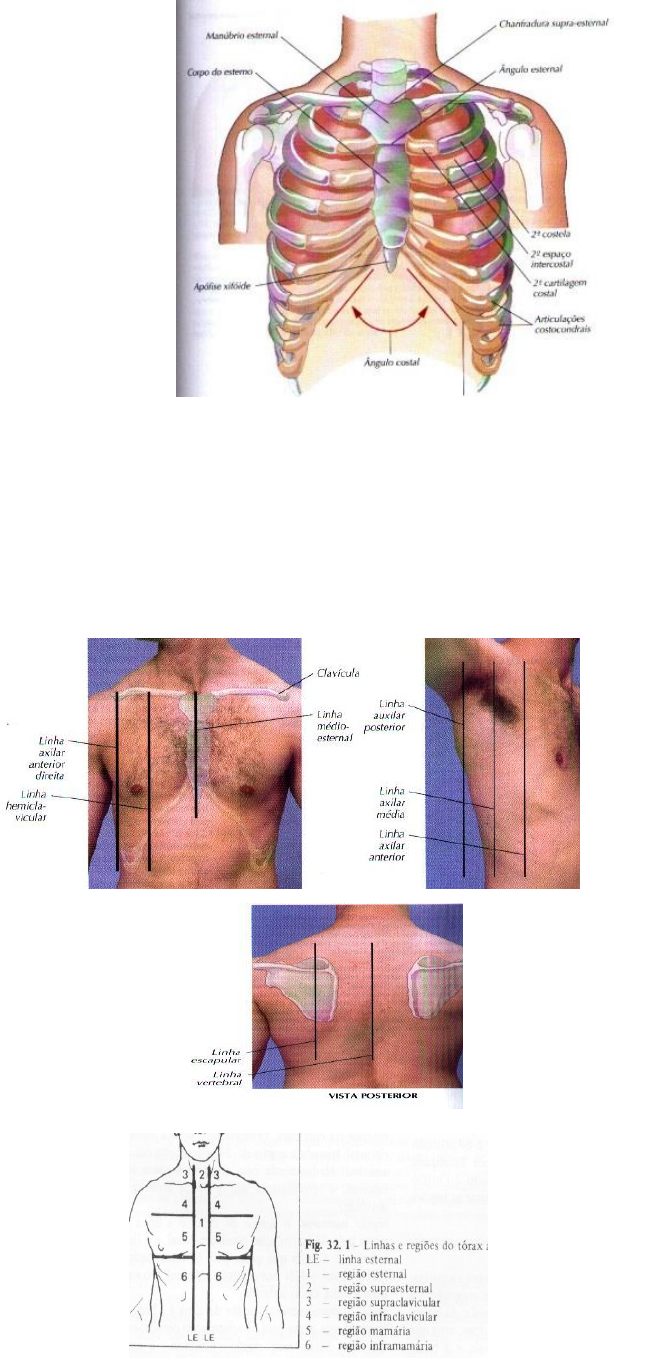 4 Exame Físico do tórax PPM 4 - Semiologia Médica