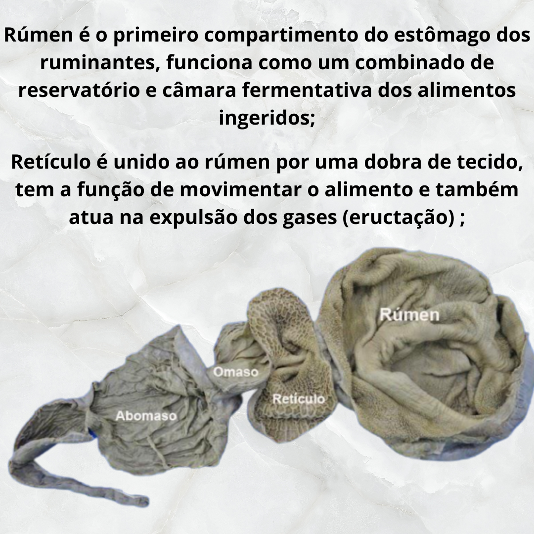 Rúmen e Retículo - Anatomia Veterinária II