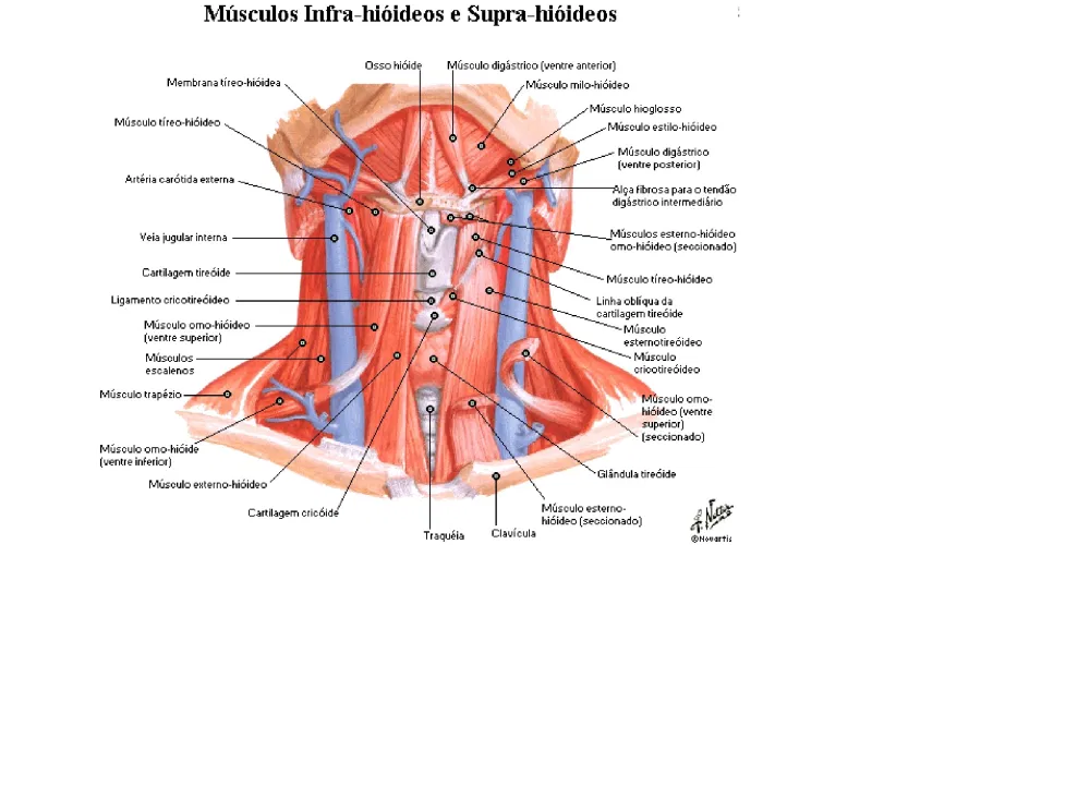 ANATOMIA Músculo do pescoço - Anatomia I