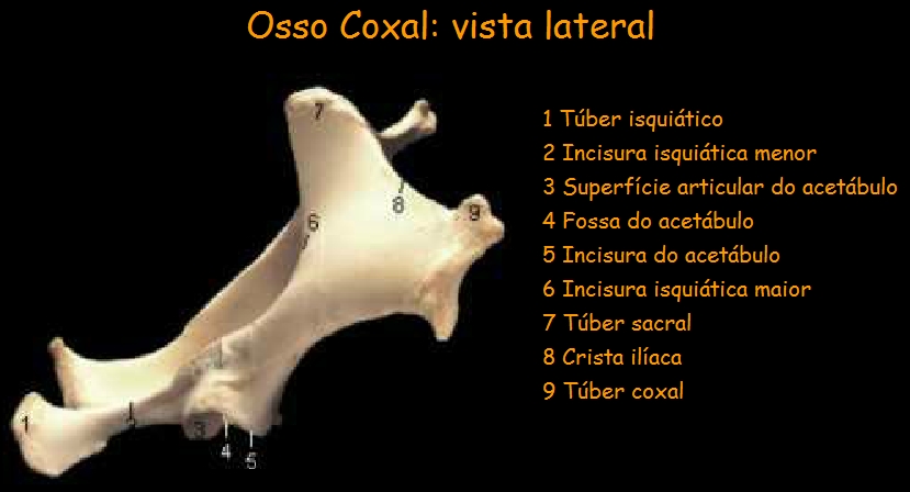 osso coxal lateral - Anatomia Descritiva dos Animais Domésticos