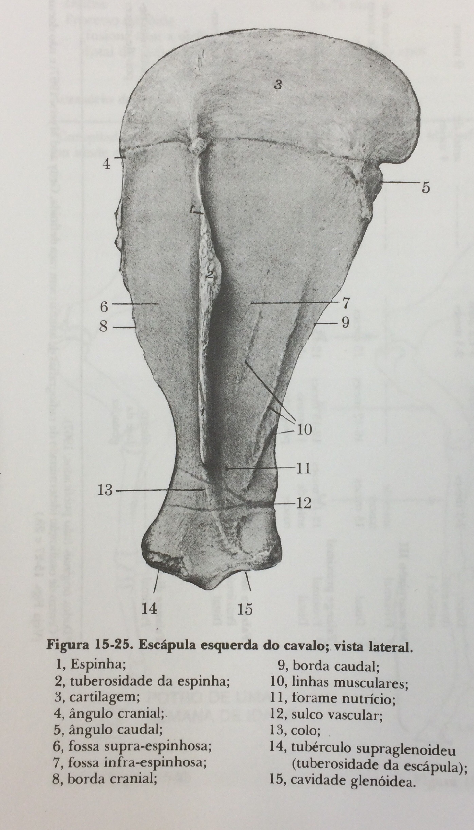 Anatomia Da Escapula Do Cavalo Osteologia RESUMO DE ANATOMIA ANIMAL