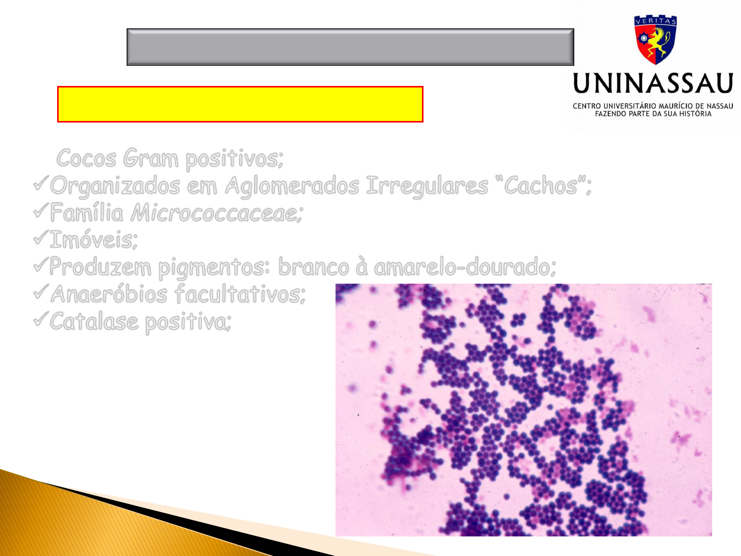 Morfologia Da Coloracao De Gram De Enterococcus Faecalis Enterococci