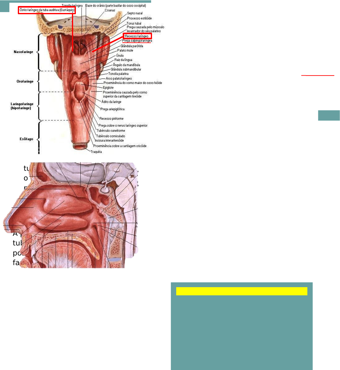 Monitoria Anatomia Faringe, Cavidade Oral E Laringe, 47% OFF