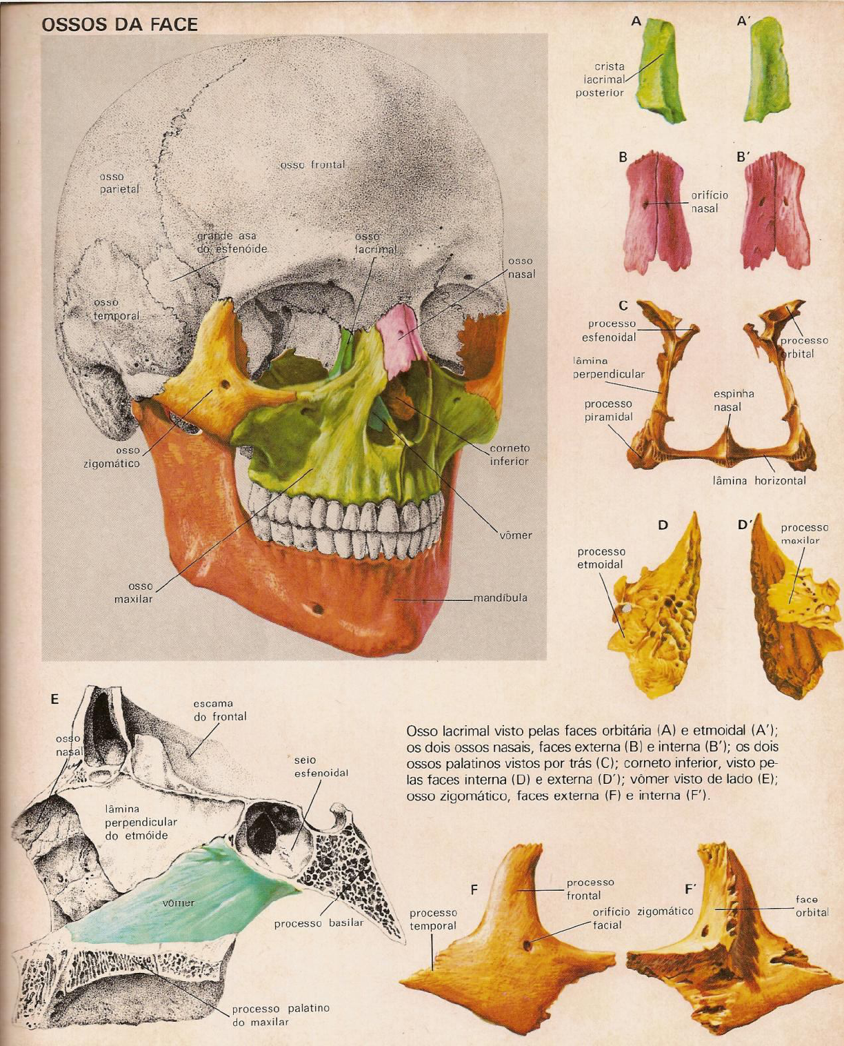 Atlas do Corpo Humano.pdf - Anatomia Humana I