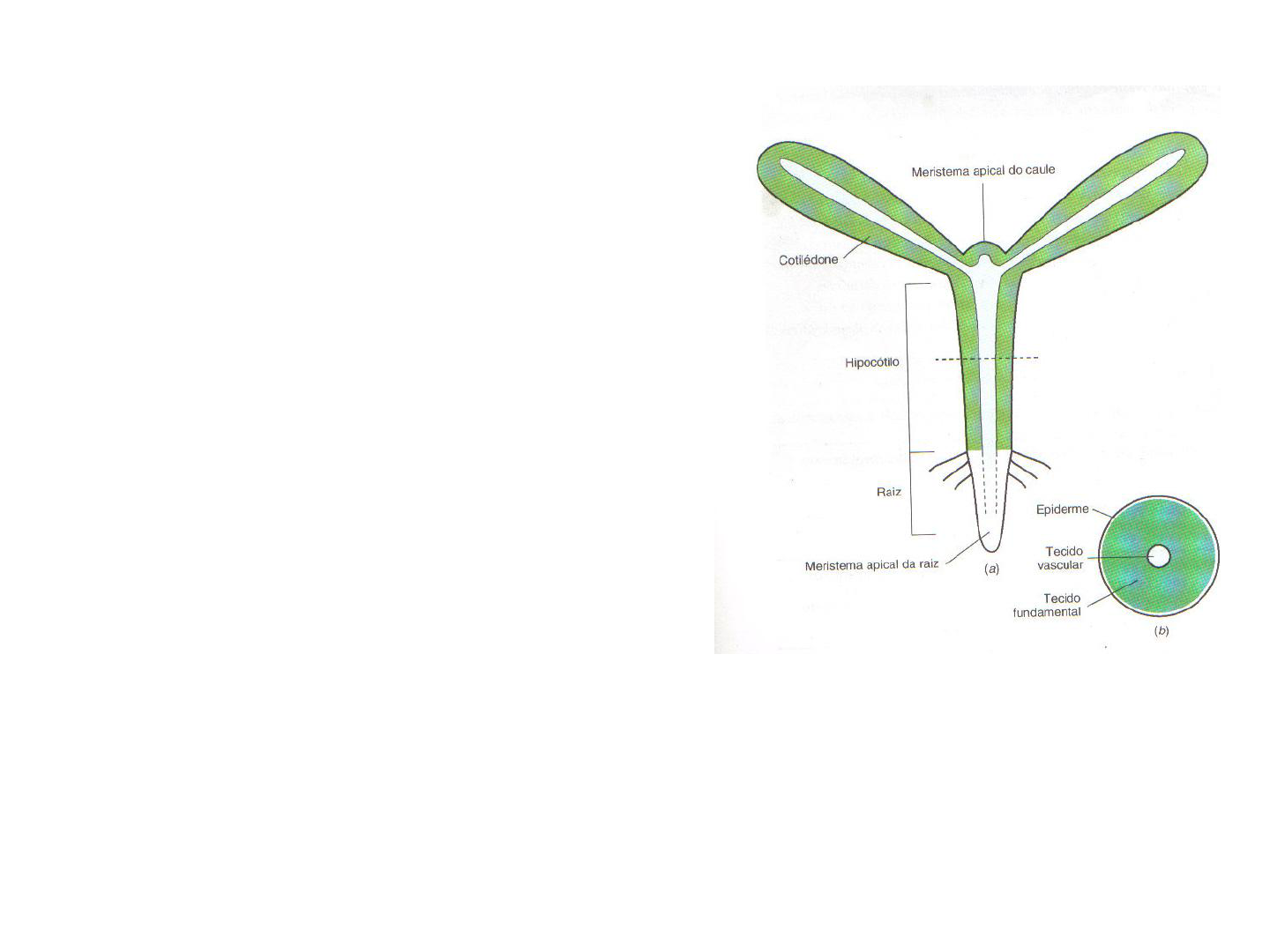 Meristema-Primário-e-Secundário-e-Tecidos-simples - Botânica
