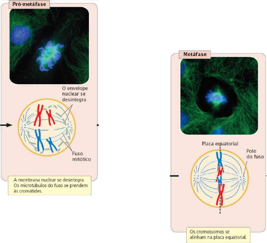 Fisiologia Ciclo Celular - Fisiologia I