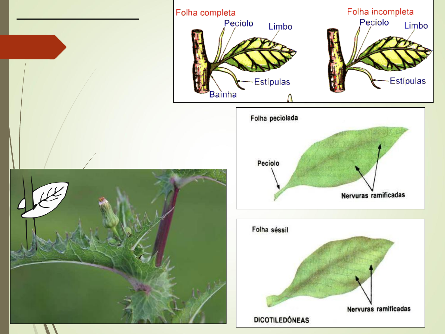Folha Peciolada Nervura (botânica) – Wikipédia, A Enciclopédia