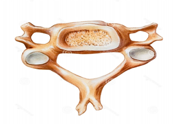 VERTEBRAS - Anatomia I