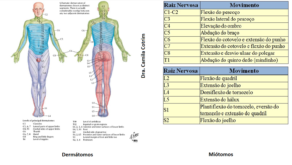 DERMATOMOS - Fisioterapia