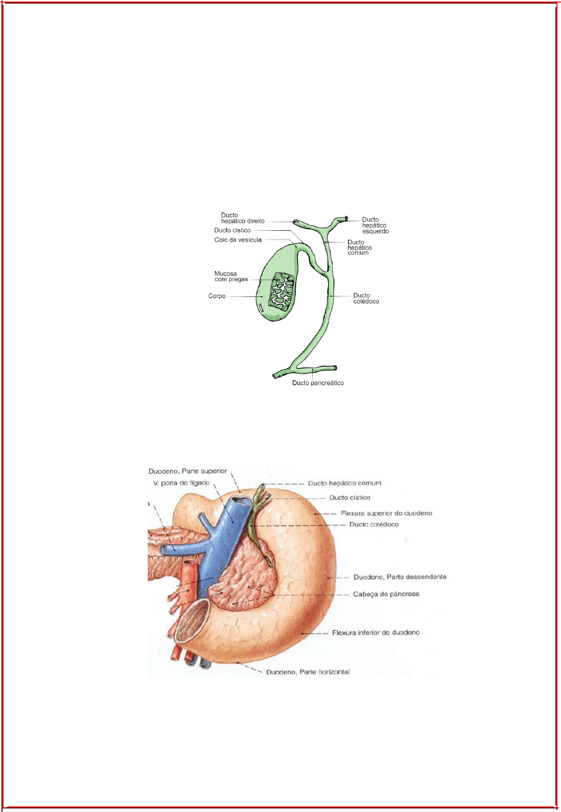 Resumo do Ducto Colédoco: anatomia, histologia, semiologia e mais ...