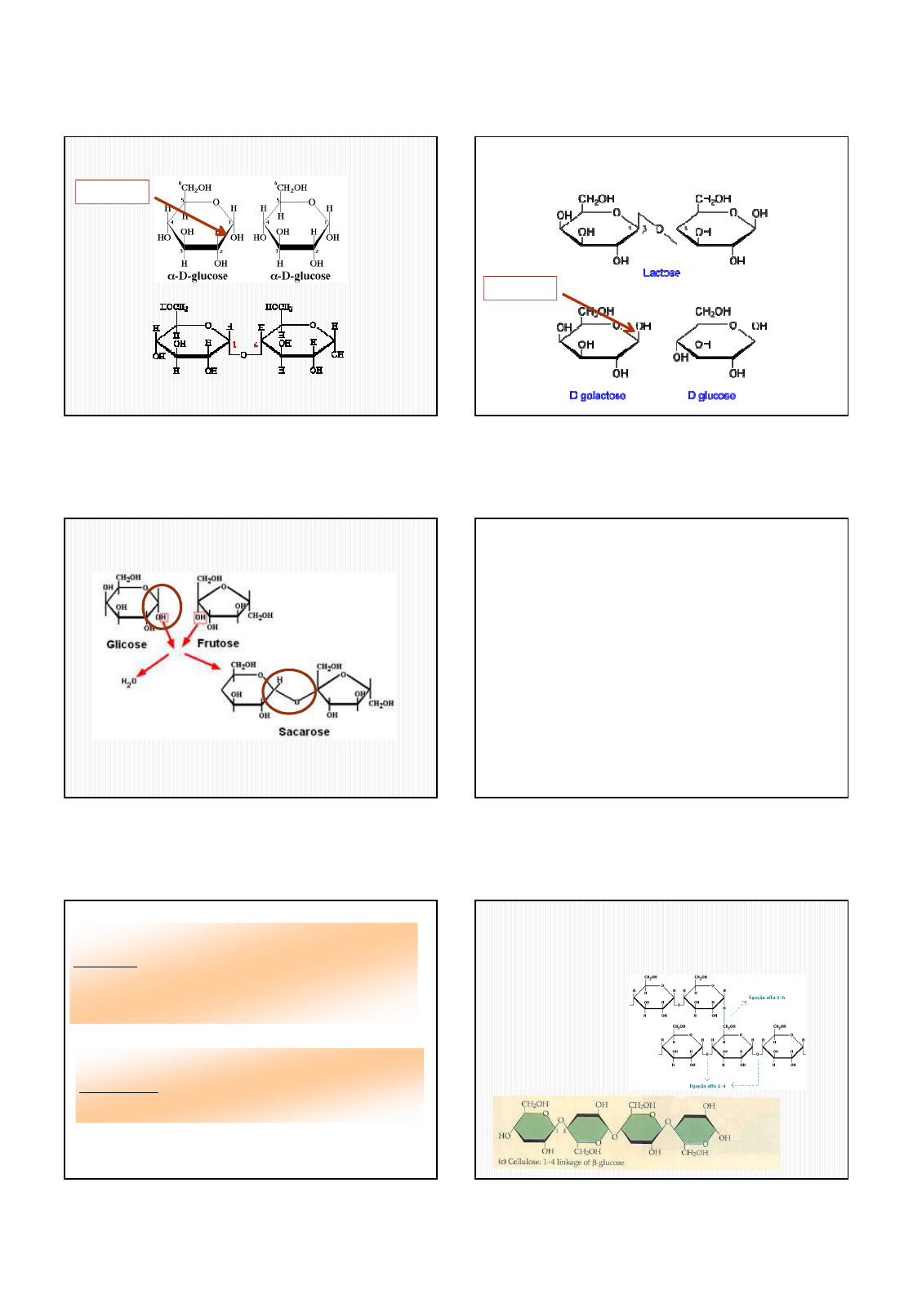 AULA Carboidrato - Bromatologia