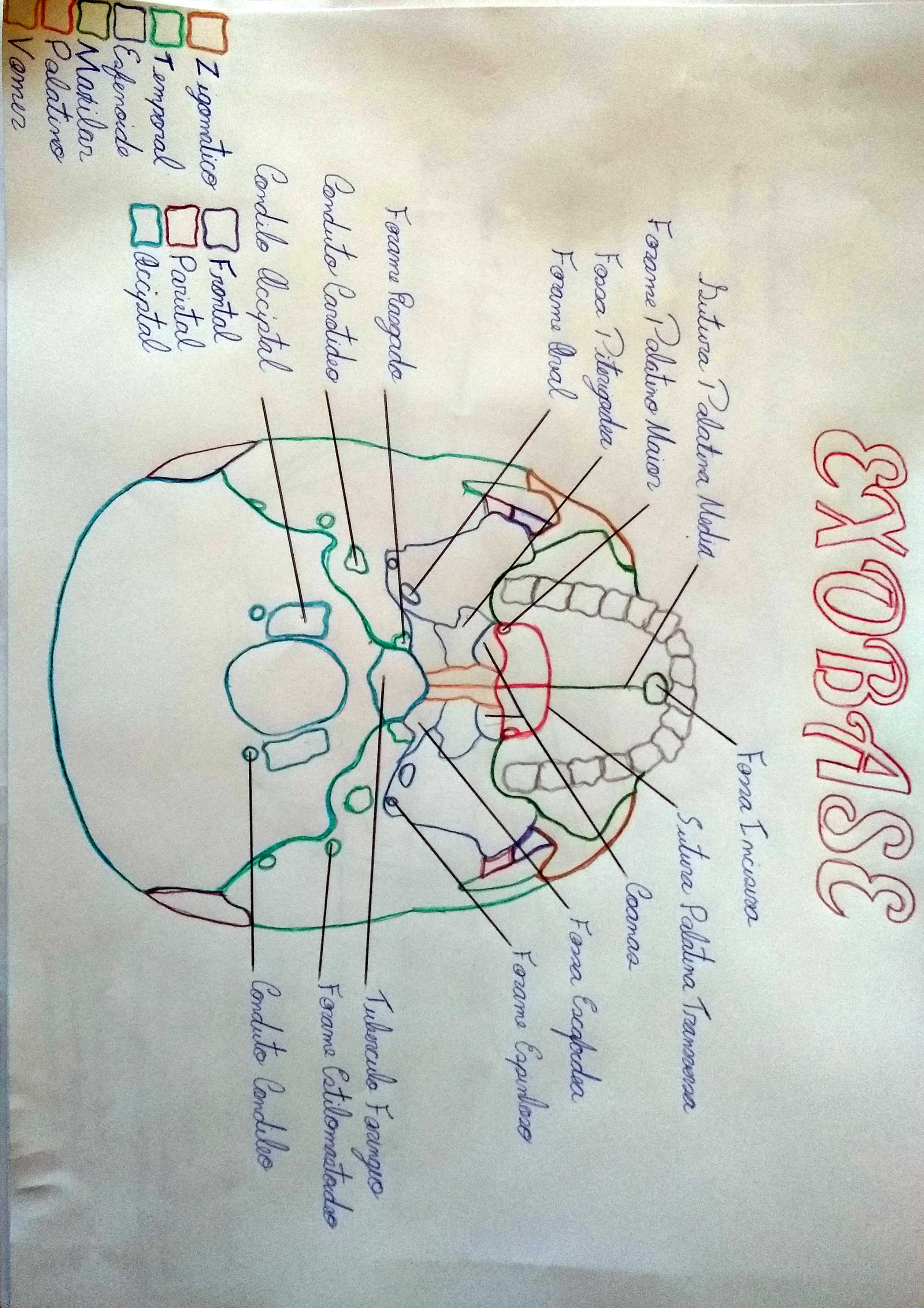 Exobase Cranio - Anatomia Humana I
