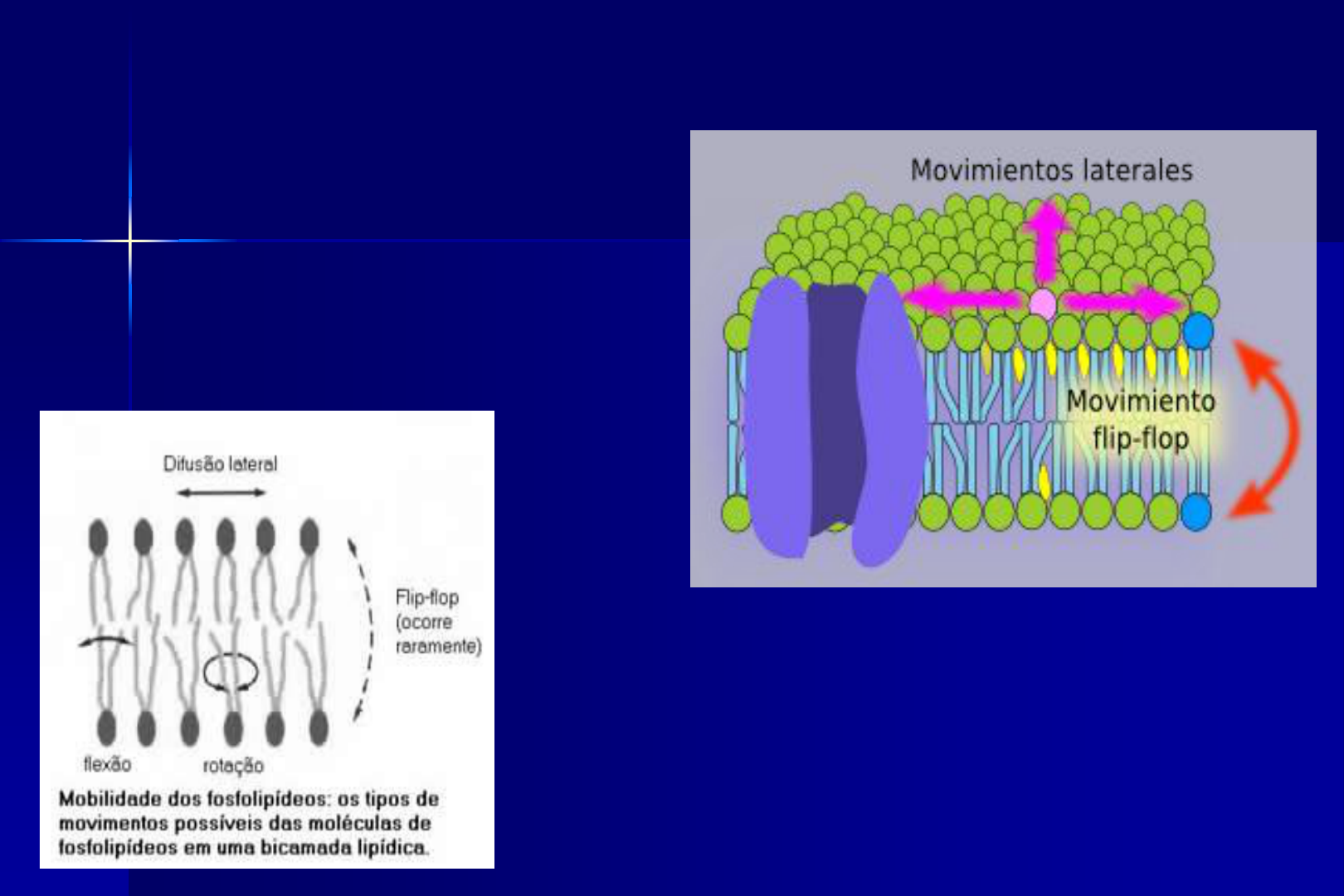 biomembranas[1] - Biologia Celular