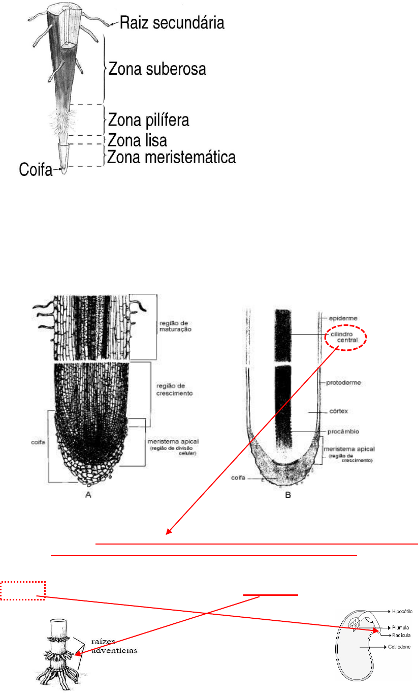 RESUMO 4 Morfologia Vegetal - Morfologia Vegetal