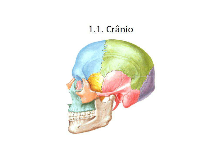 aula01 ossos do cranio - Anatomia do Aparelho Locomotor