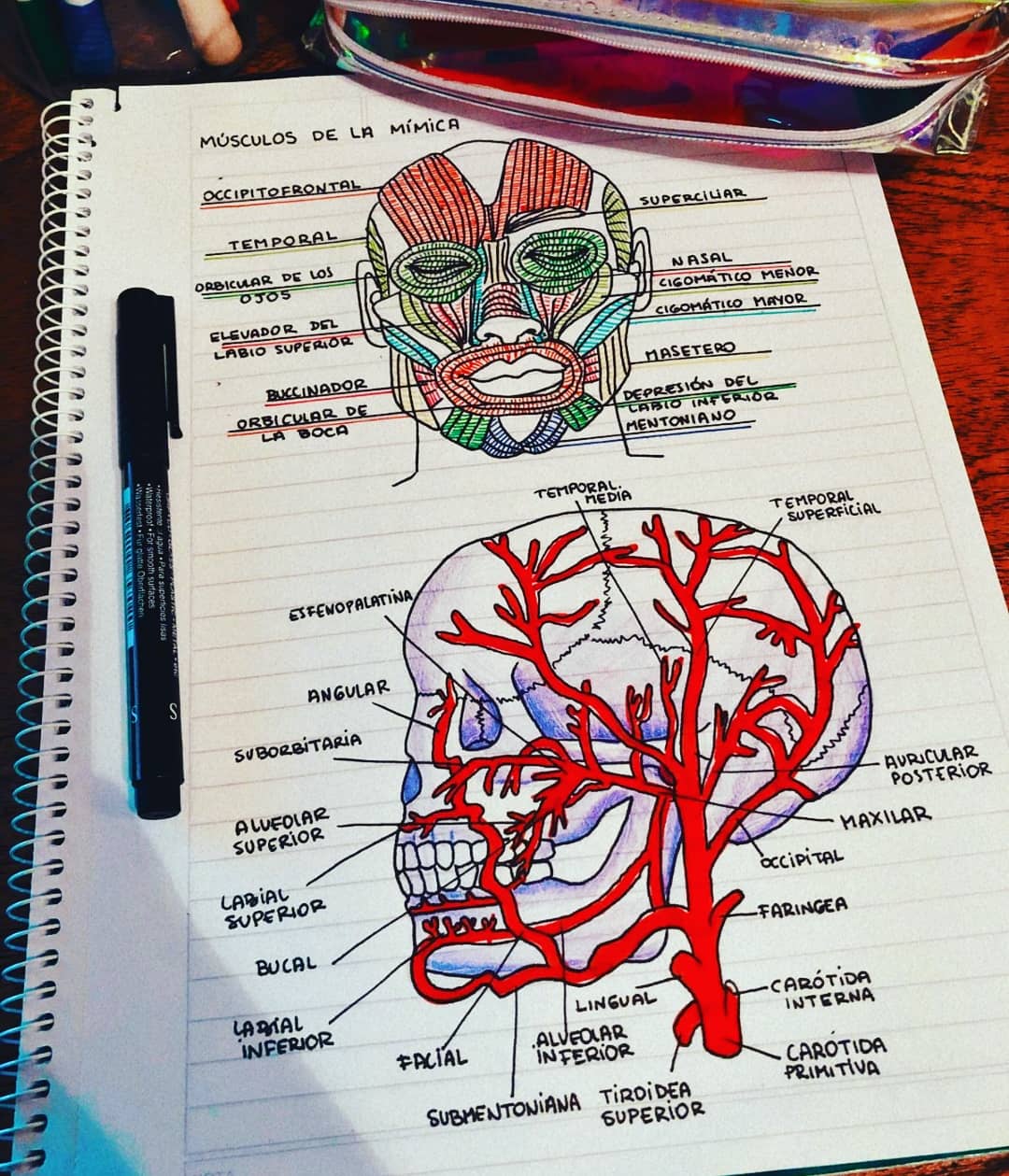 Estruturas anatômicas da face - Anatomia Humana Odonto